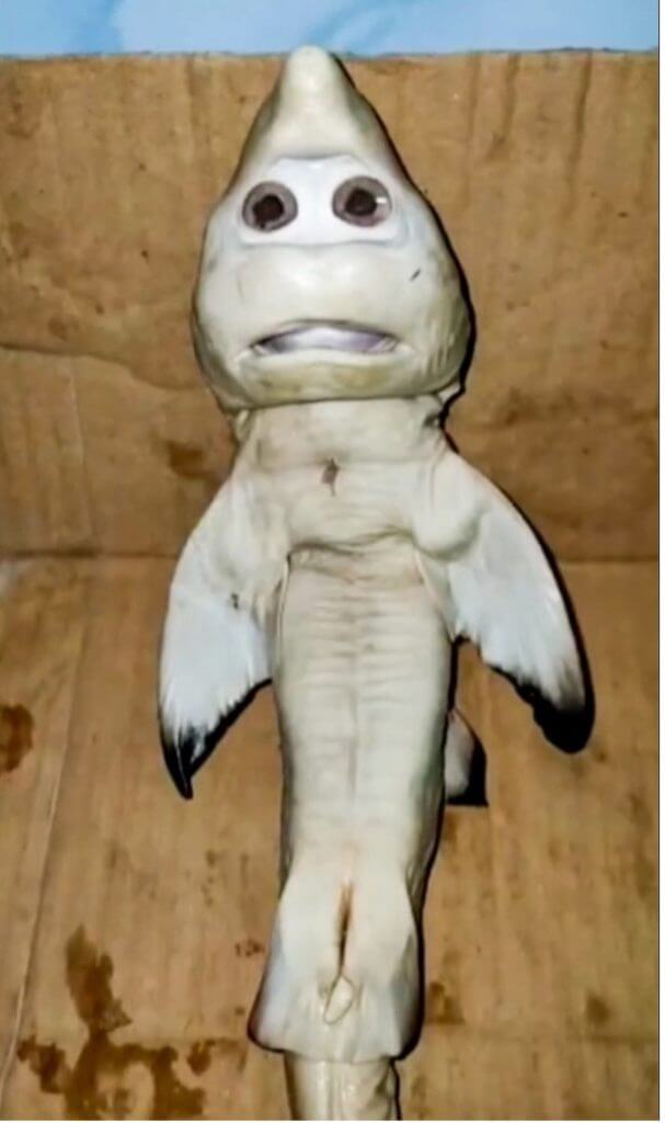 [TRUE] Was a baby shark with a ‘human face’ discovered in Indonesia ...