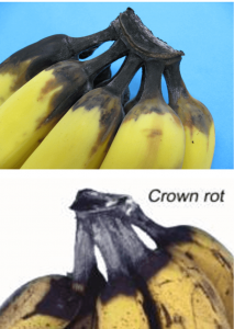 Banana stem’s color does not indicate whether it has been chemically ...